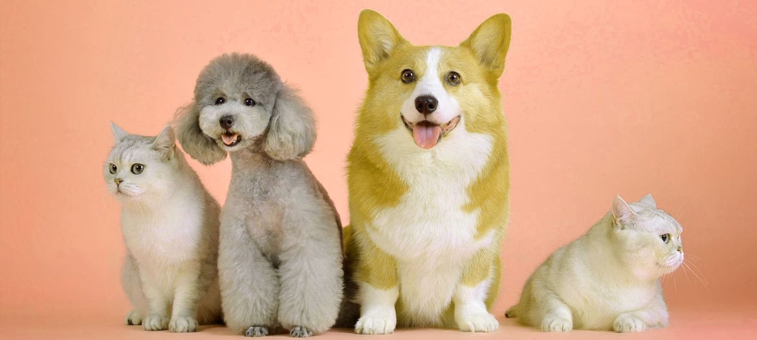 Feel Good Furbabies - Luxury Pet Grooming Adelaide, SA